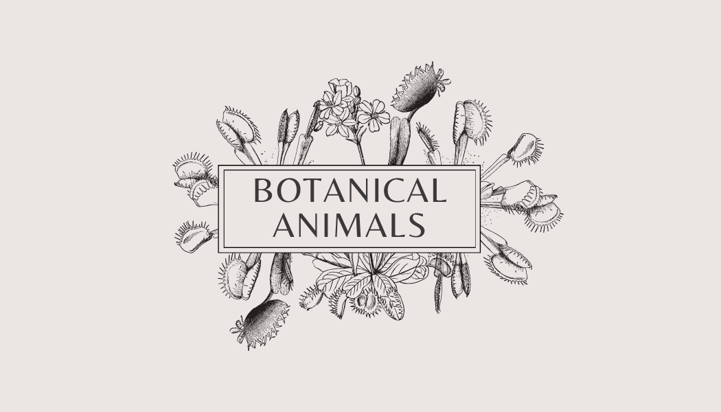 Contact – Botanical Animals